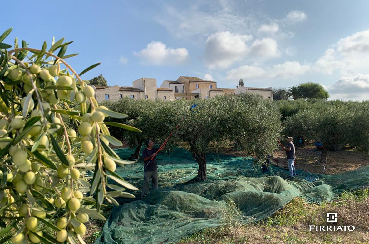 Olive Oil | EVOO – Tagged "Abruzzo" – Wines From Italy