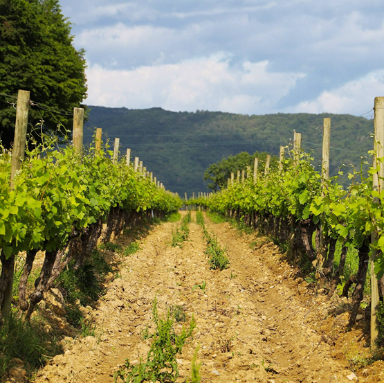 Volpe Pasini Winery | Friuli Italy – Wines From Italy