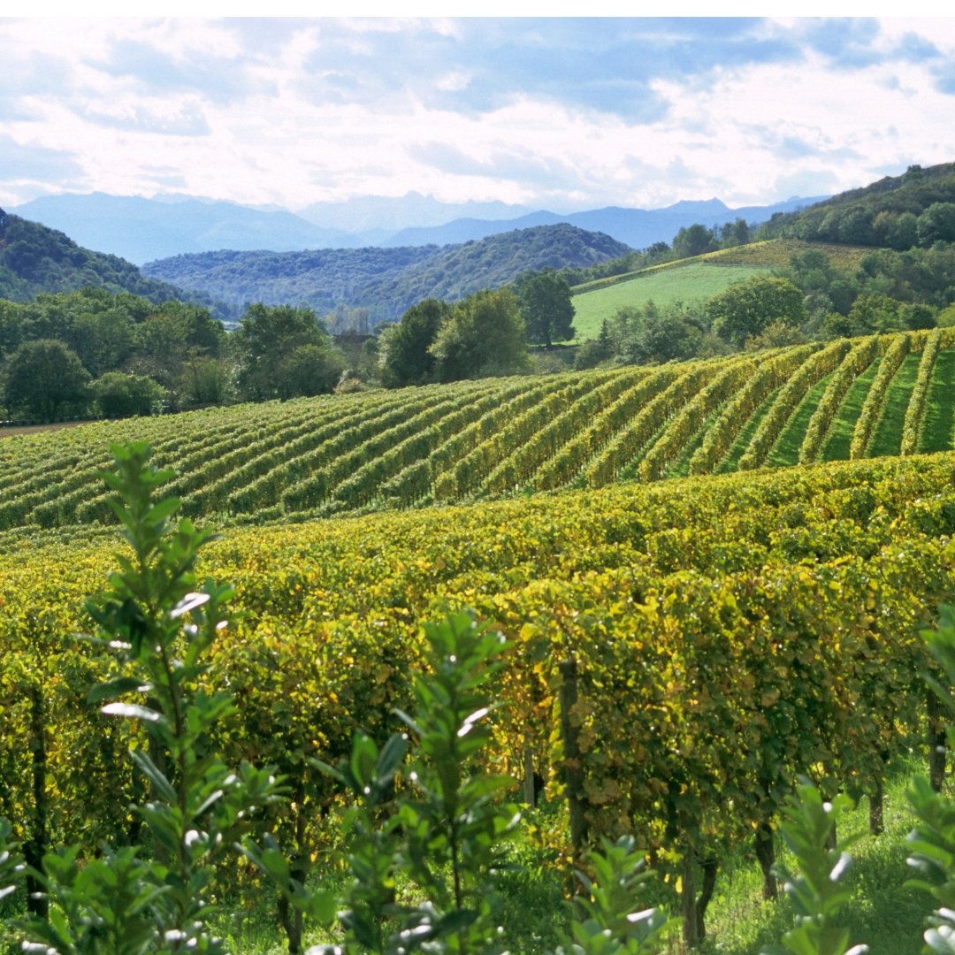 Best French Wines – Tagged "Cotes du Rhone" – Wines From Italy